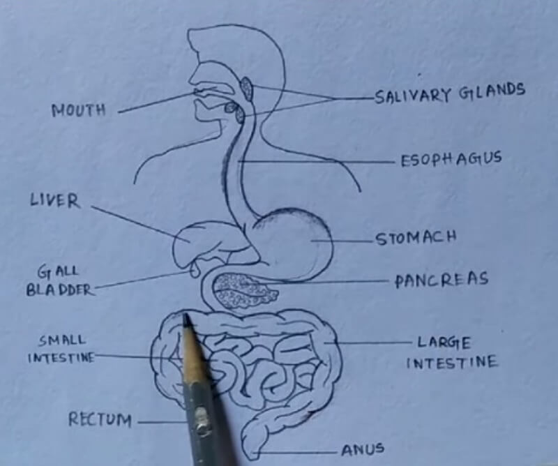 Top 152 Draw Diagram Of Digestive System Super Hot Vietkidsiq edu vn