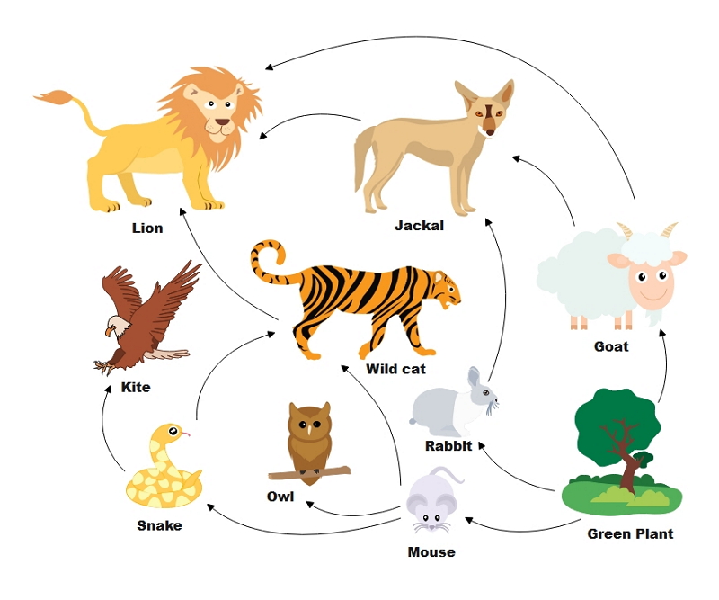 A Food Web With The Animals Drawing Easy Jennings Knours