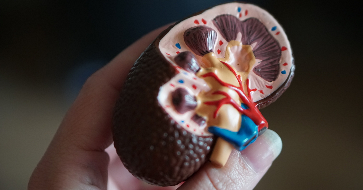 A Guide to Understand Kidney with Diagram | EdrawMax Online