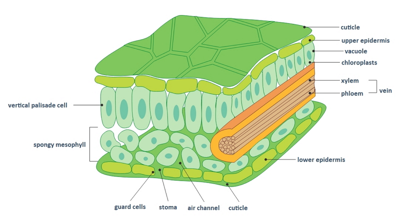Draw A Labelled Diagram Of Cross Section Of Leaf Science Life 