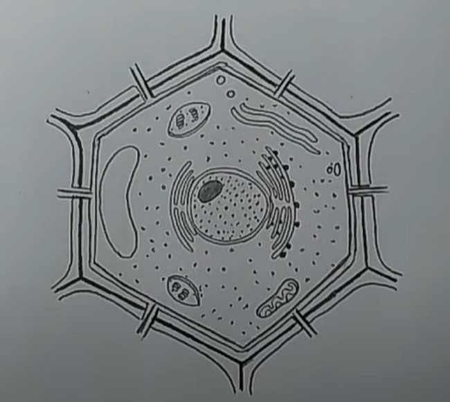 How To Draw A Plant Cell Visitfishing28