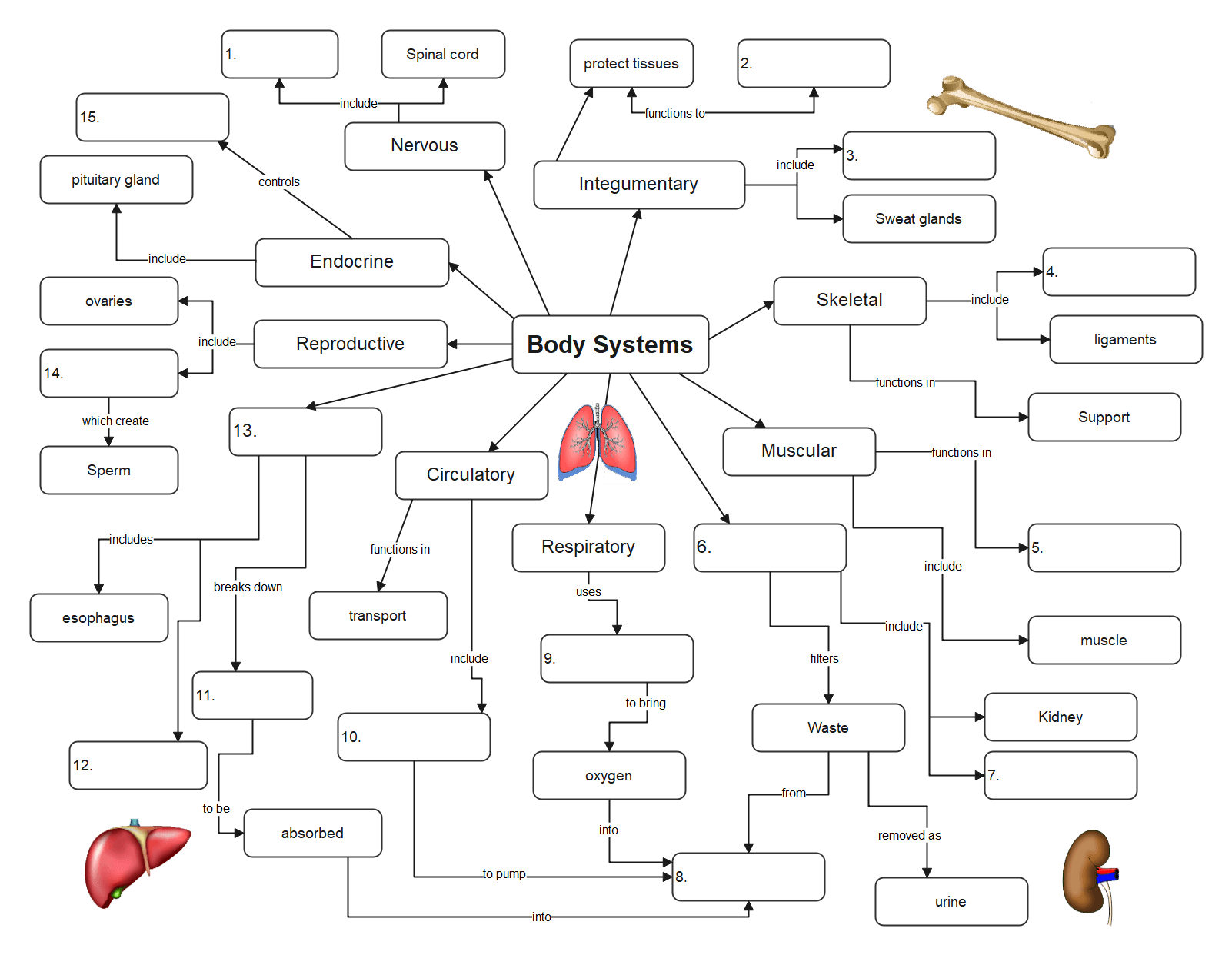 Human Body Systems Graphic Organizer Human Body Systems Body Systems